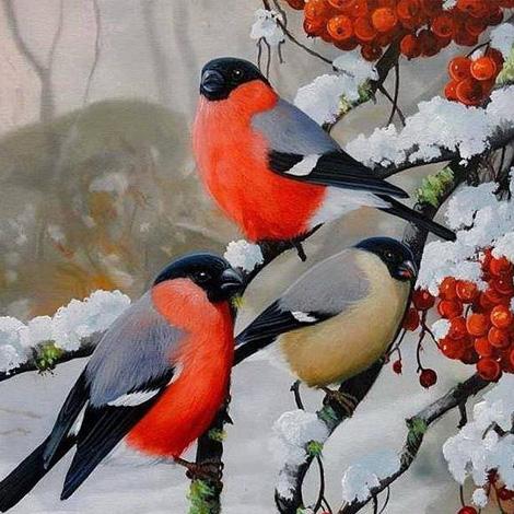 Vogel Malen Nach Zahlen Set – Seite 2 – SaraMond